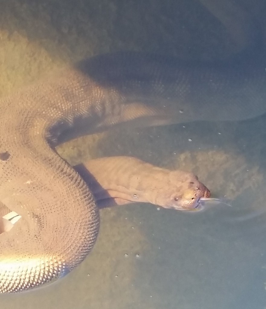Arafura File Snake from Gregory QLD 4830, Australia on August 29, 2015 ...