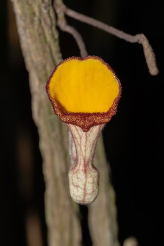 Subspecies Aristolochia hainanensis hainanensis · iNaturalist