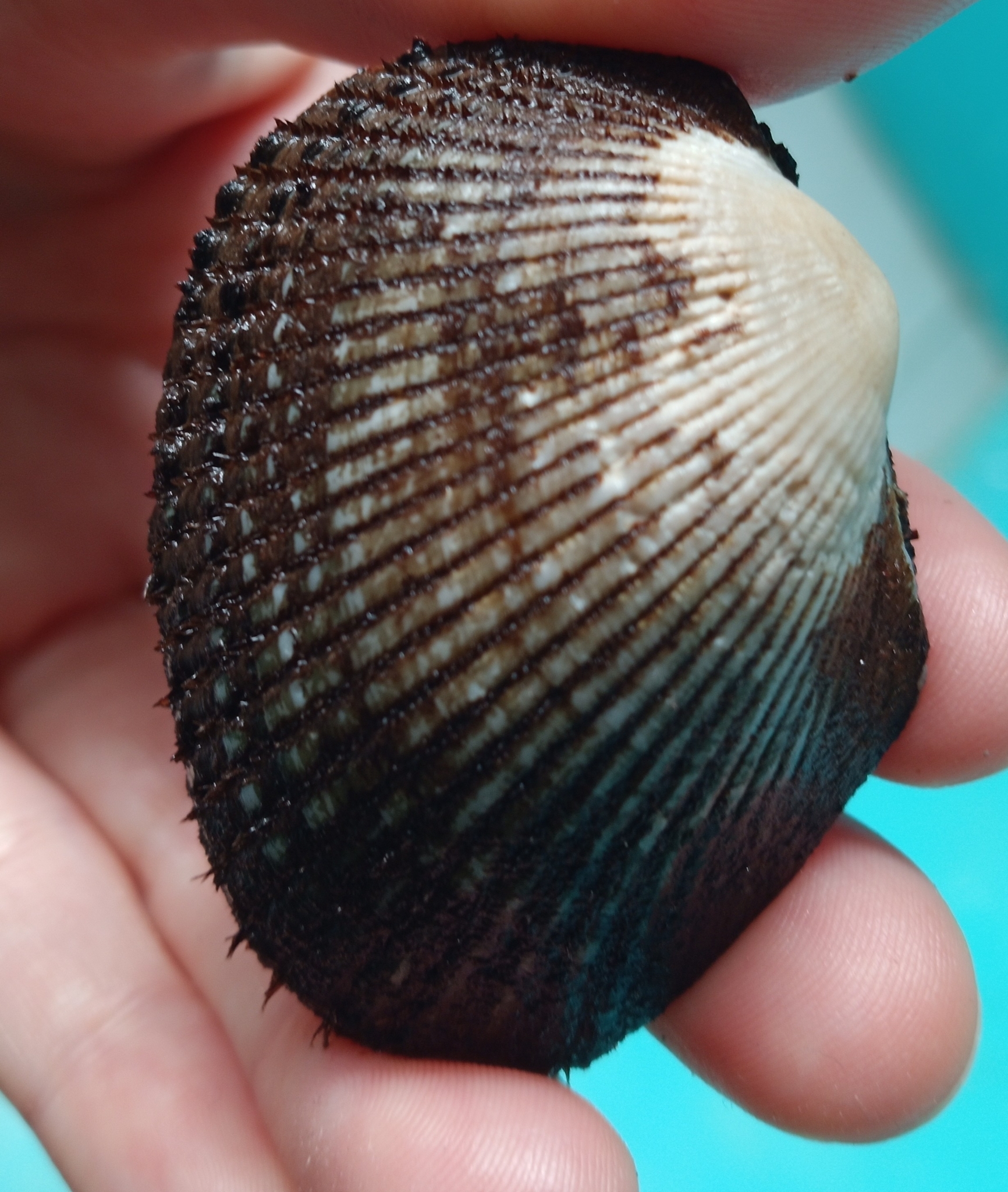 Anadara tuberculosa (G.B.Sowerby I, 1833)