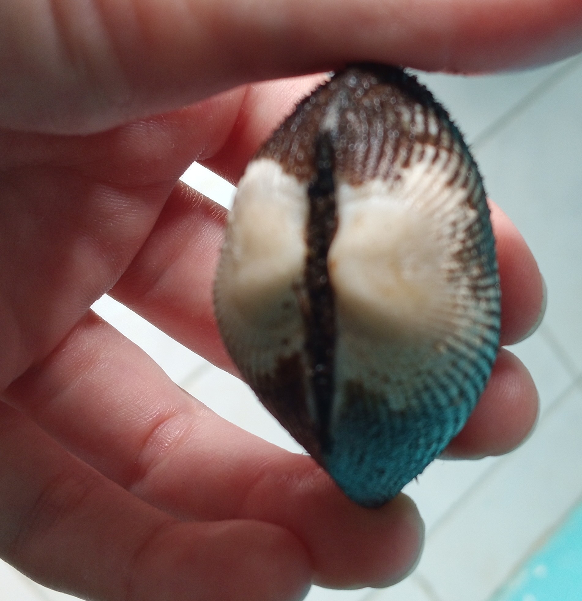 Anadara tuberculosa (G.B.Sowerby I, 1833)