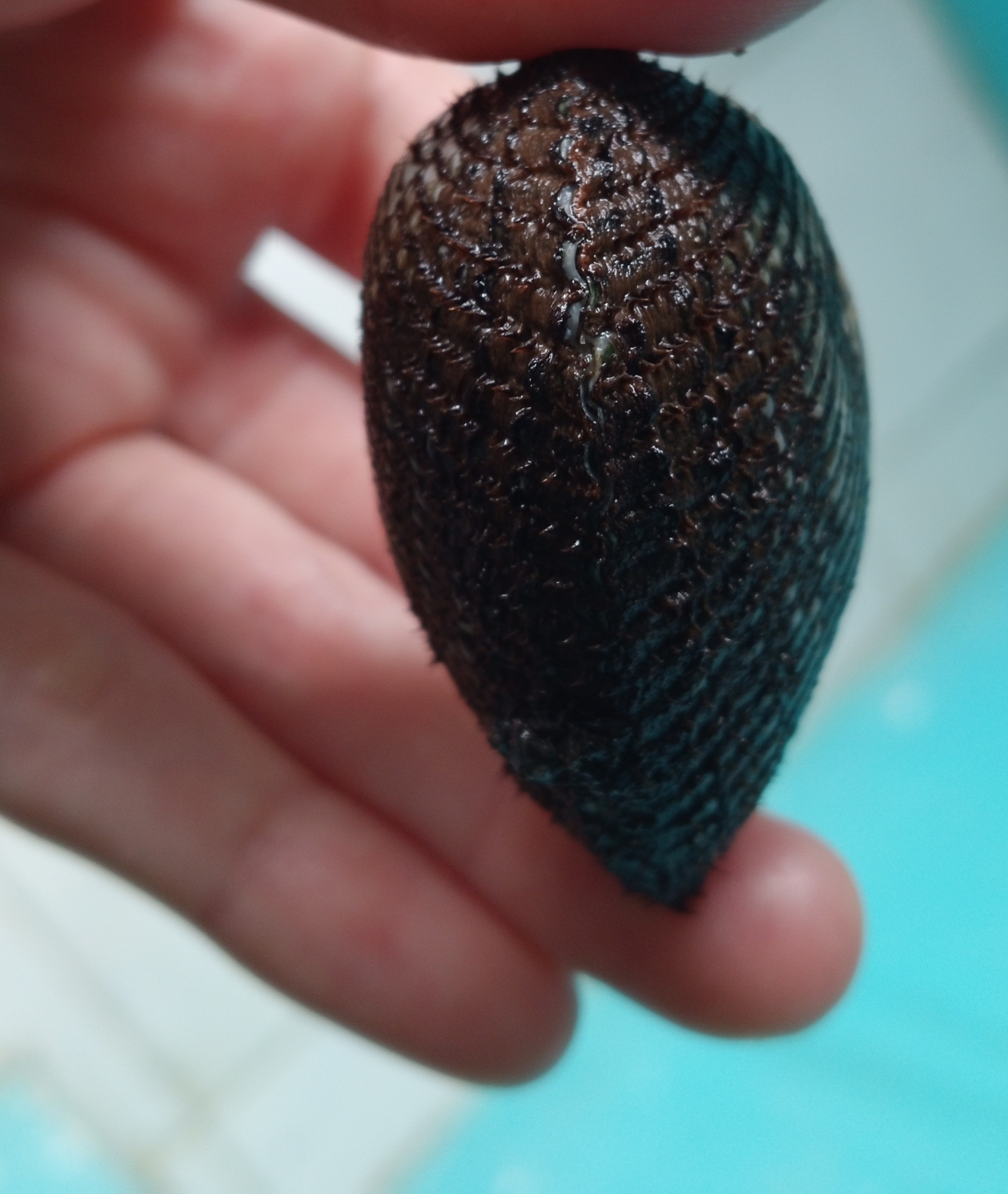 Anadara tuberculosa (G.B.Sowerby I, 1833)