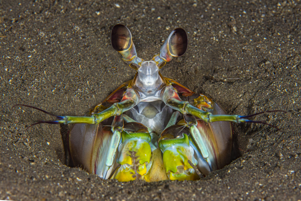 Blueleg Mantis Shrimp from Ventura County, CA, USA on December 19, 2020 ...