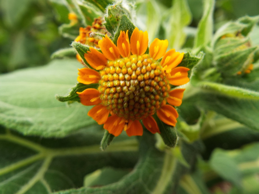 Yacon (Smallanthus sonchifolius) - Botanical Realm