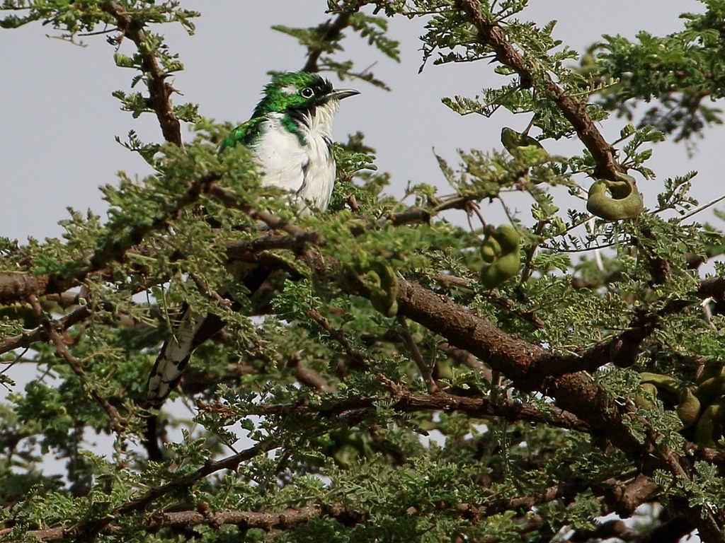 Klaas's Cuckoo from Borena, Etiópia on November 17, 2019 at 07:14 AM by ...
