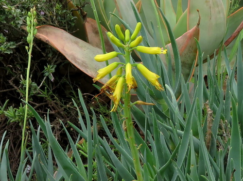 Deciduous Fence Aloe (Variety Aloiampelos tenuior decidua) · iNaturalist