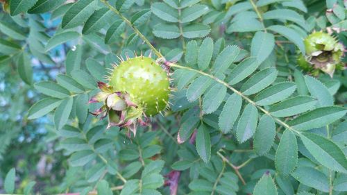 Burr Rose (Rosa roxburghii) · iNaturalist United Kingdom