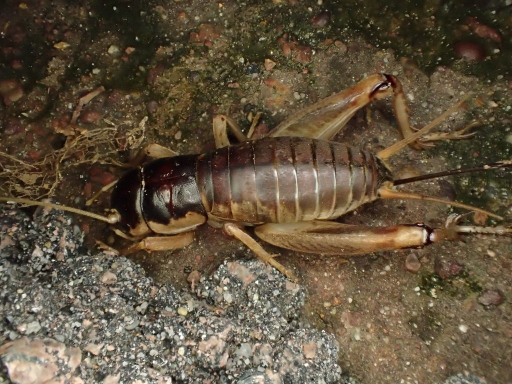 True Crickets in January 2021 by Mark Hura · iNaturalist
