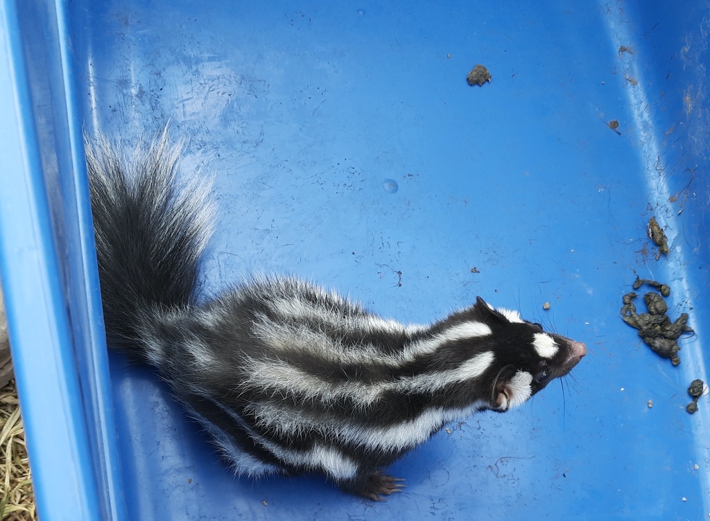 Southern Spotted Skunk from Axapusco, Méx., México on January 08, 2021 ...