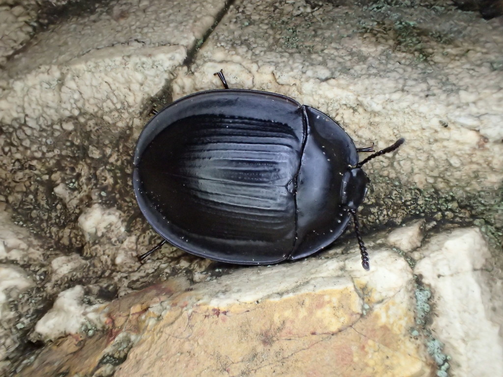 blue pie-dish beetles in January 2021 by Mark Hura · iNaturalist