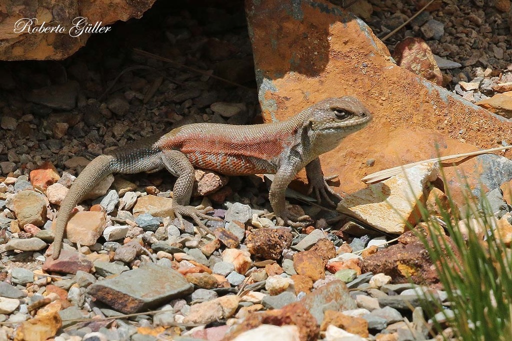 (Liolaemus famatinae) - Snakes and Lizards
