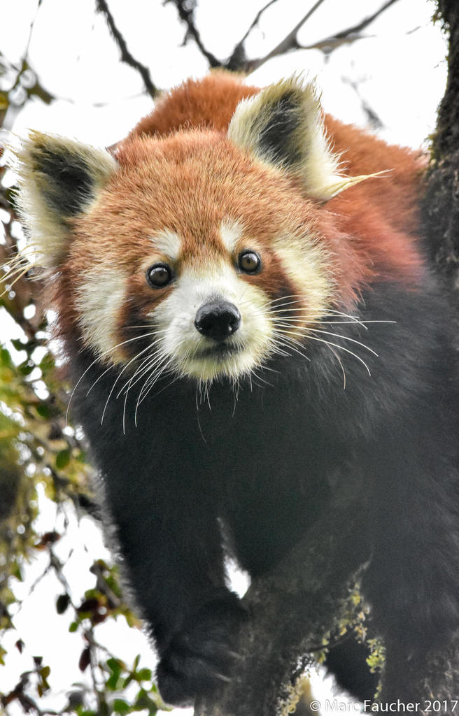 Red Pandas (Ailuridae) - Know Your Mammals