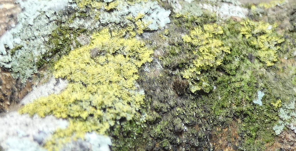 common lichens from Zona rural de Paudalho - Pernambuco on January 23 ...