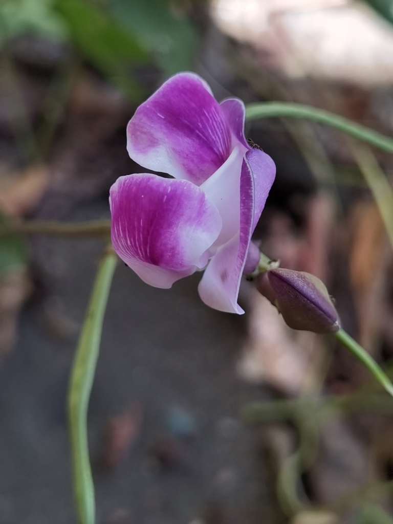 Phaseoleae from Santa Cruz, CR-GU, CR on January 28, 2021 at 01:56 PM ...