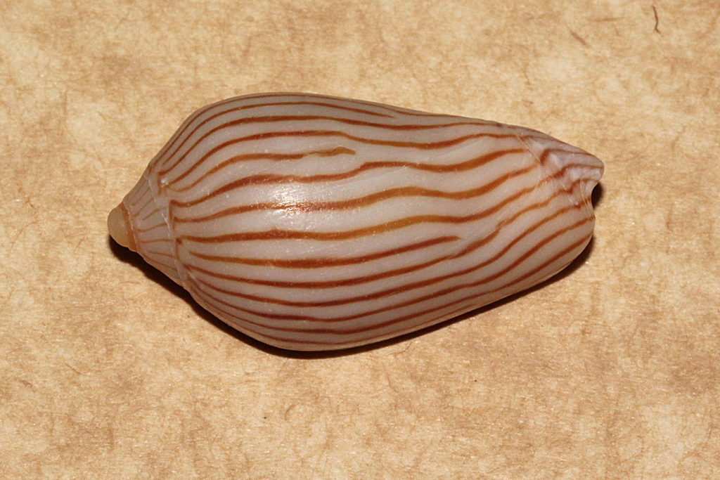 Zebra Volute from Burleigh Heads, Gold Coast QLD, Australia on November ...