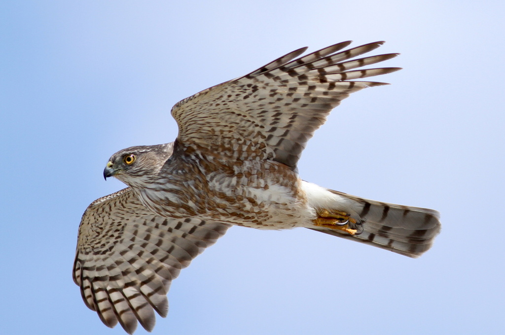 Sharp-shinned Hawk from Cape Cod National Seashore, Provincetown, MA ...
