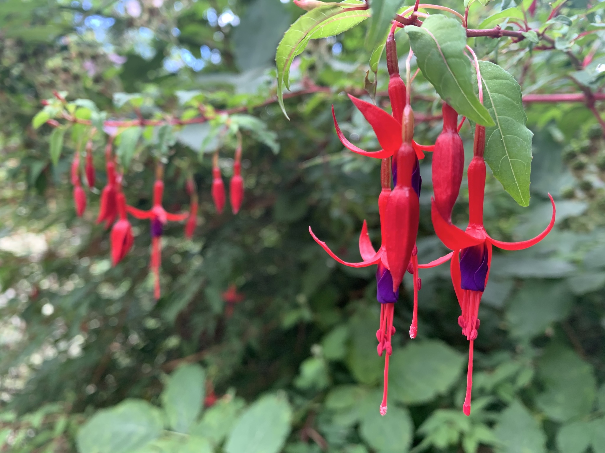 GeoParques-Visitante