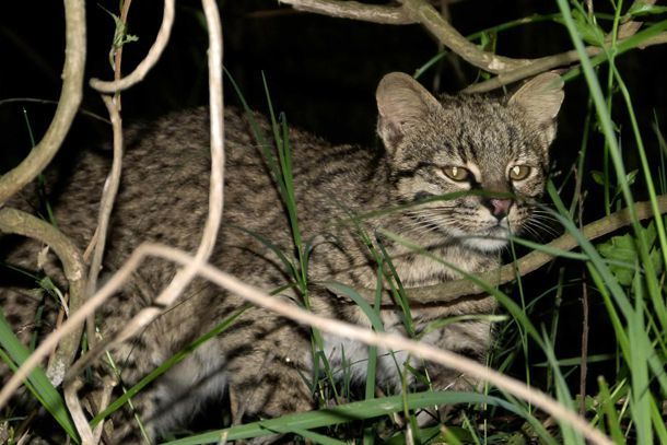 Geoffroy's Cat from Victoria, Entre Ríos, Argentina on November 4, 2012 ...