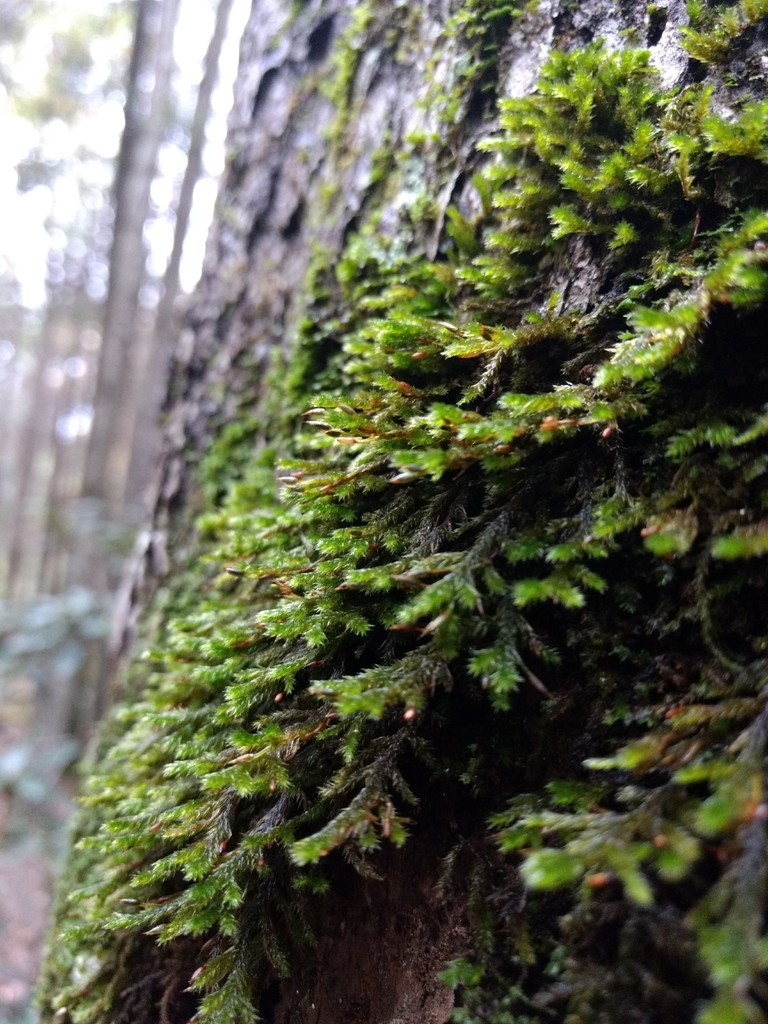 fan moss (Forsstroemia trichomitria) - Botanical Realm