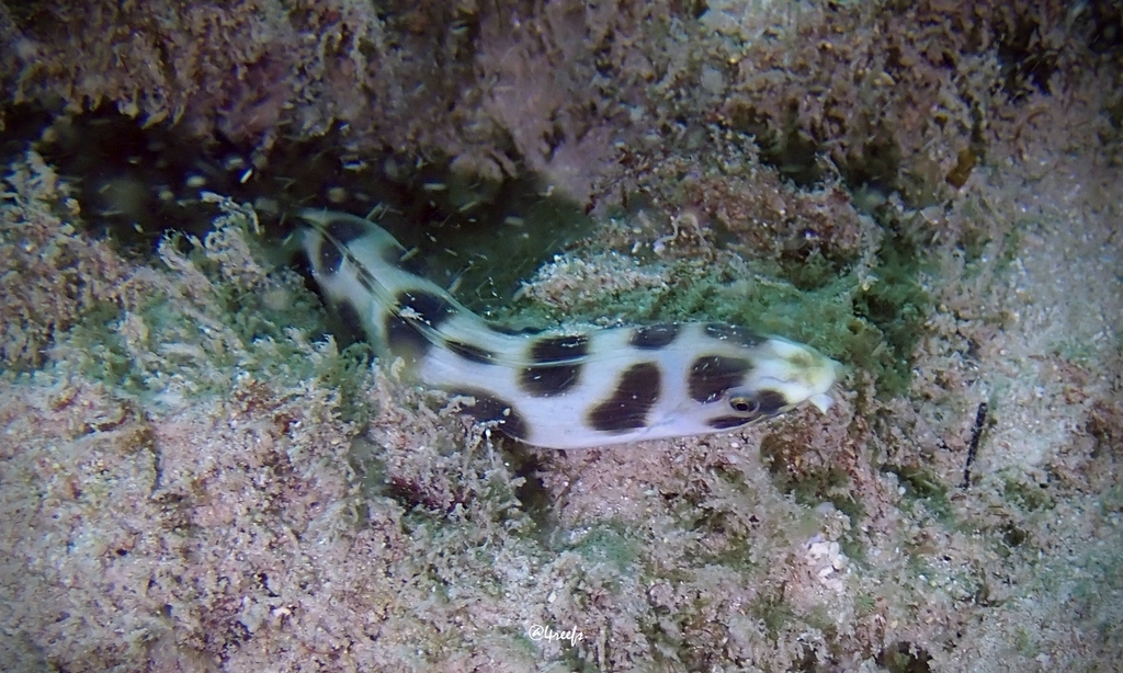 Magnificent Snake Eel in January 2021 by D. Torres-Pulliza · iNaturalist
