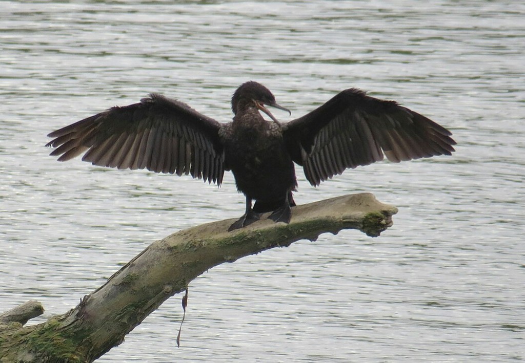 Neotropic Cormorant from Viedma on March 11, 2017 at 09:50 AM by f35 ...