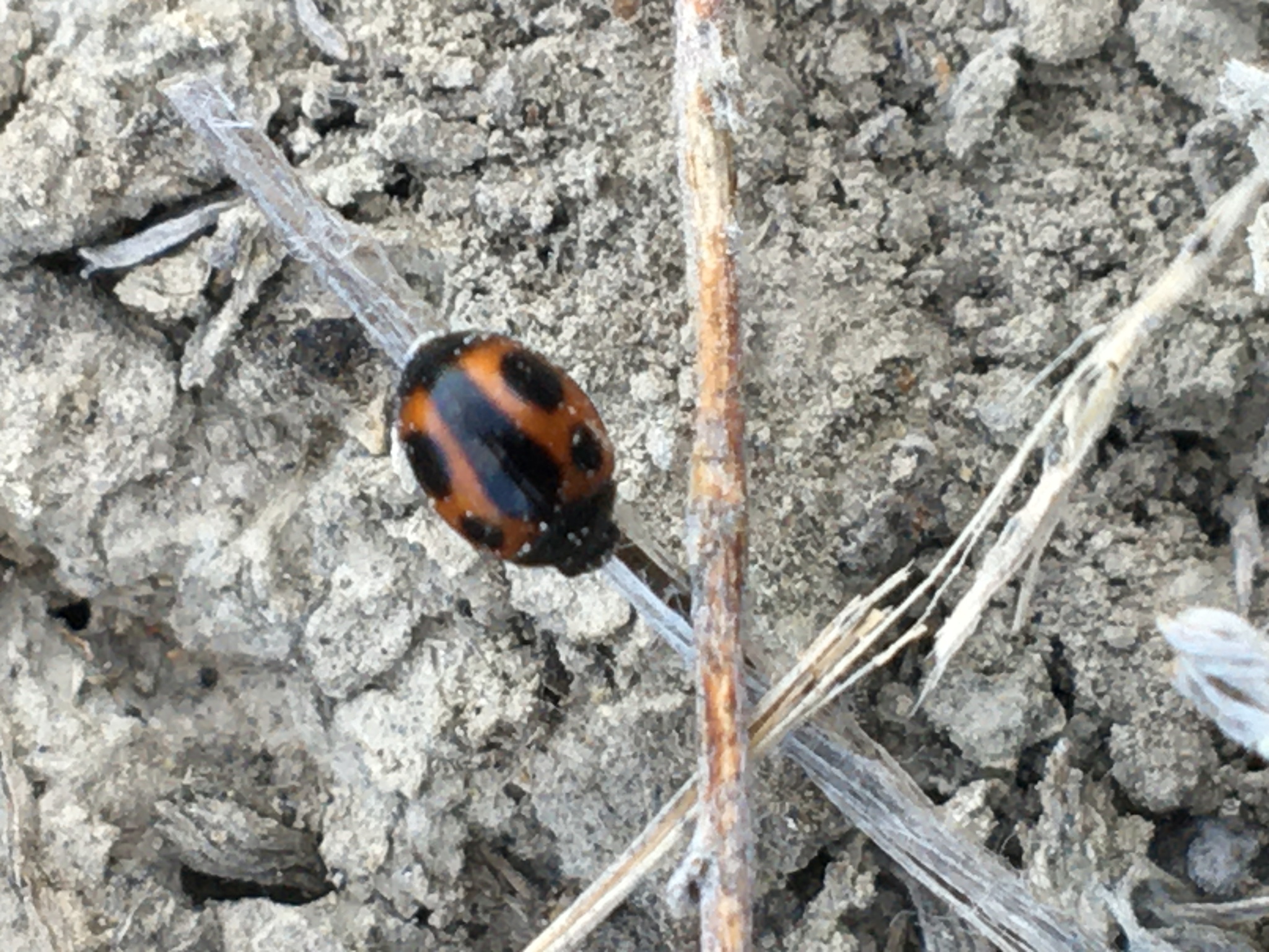 Brumoides E.A.Chapin, 1965