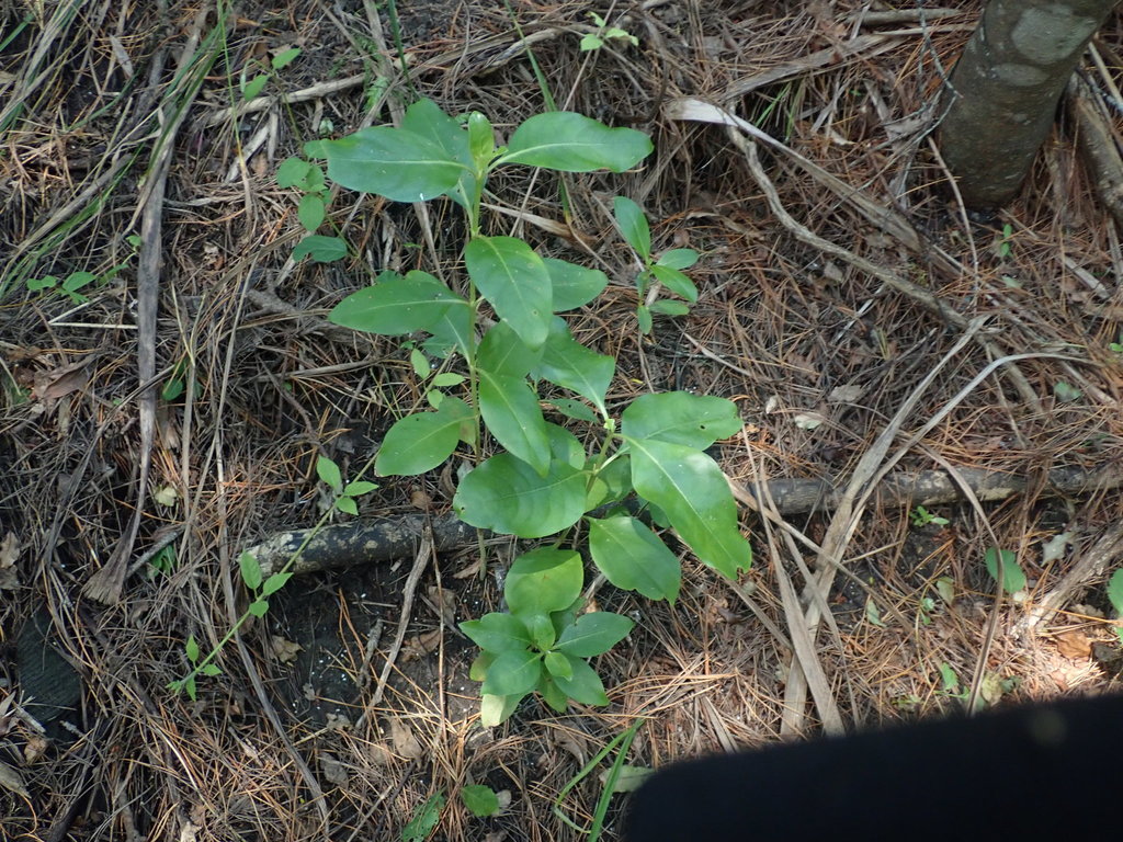 Coprosma macrocarpa minor from RRPOH Rimu Ridge, Eskdale Forest on ...