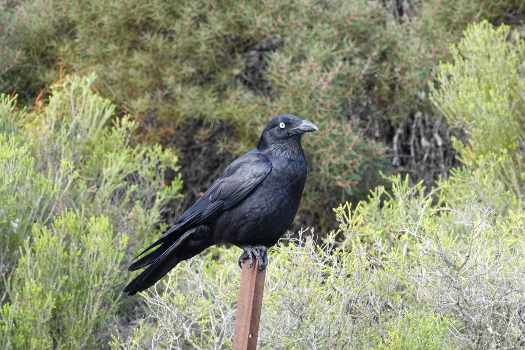 Forest Raven (Corvus tasmanicus) - Avian Discovery
