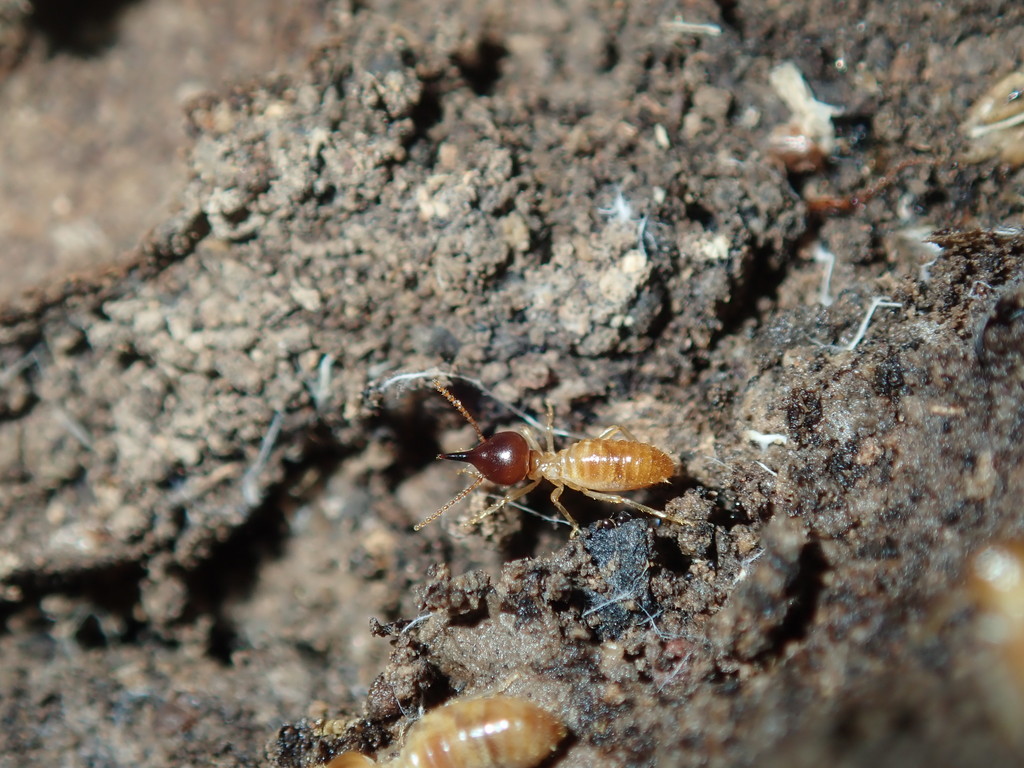 Nasute Termites from Parramatta - South, New South Wales, Australia on ...