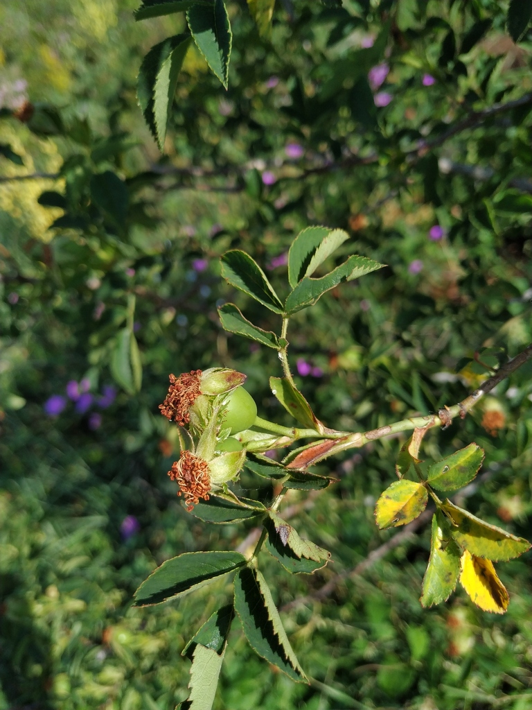 Dog-rose from Пахкал-Кая, Симферопольский р-н, Крым, Россия on July 7 ...