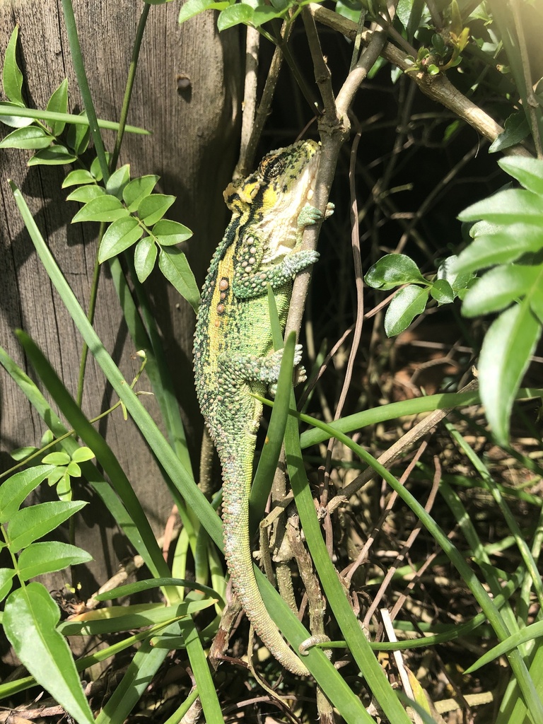 Natal Midland Dwarf Chamaeleon in January 2021 by lemon8 · iNaturalist