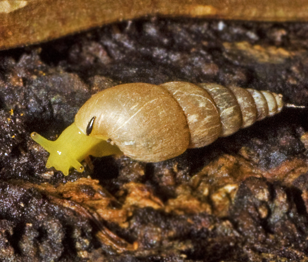 Land Snails And Slugs Of The Pacific Northwest at Ella Reibey blog