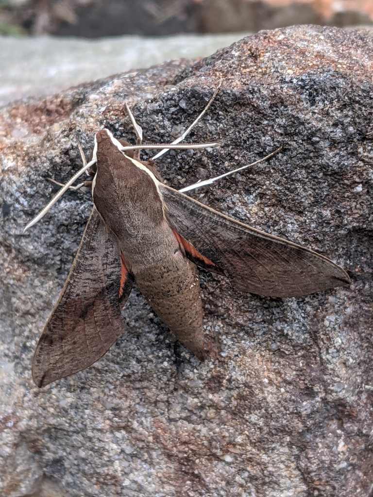 Coprosma Hawk Moth from Green Cape NSW 2551, Australia on January 28 ...