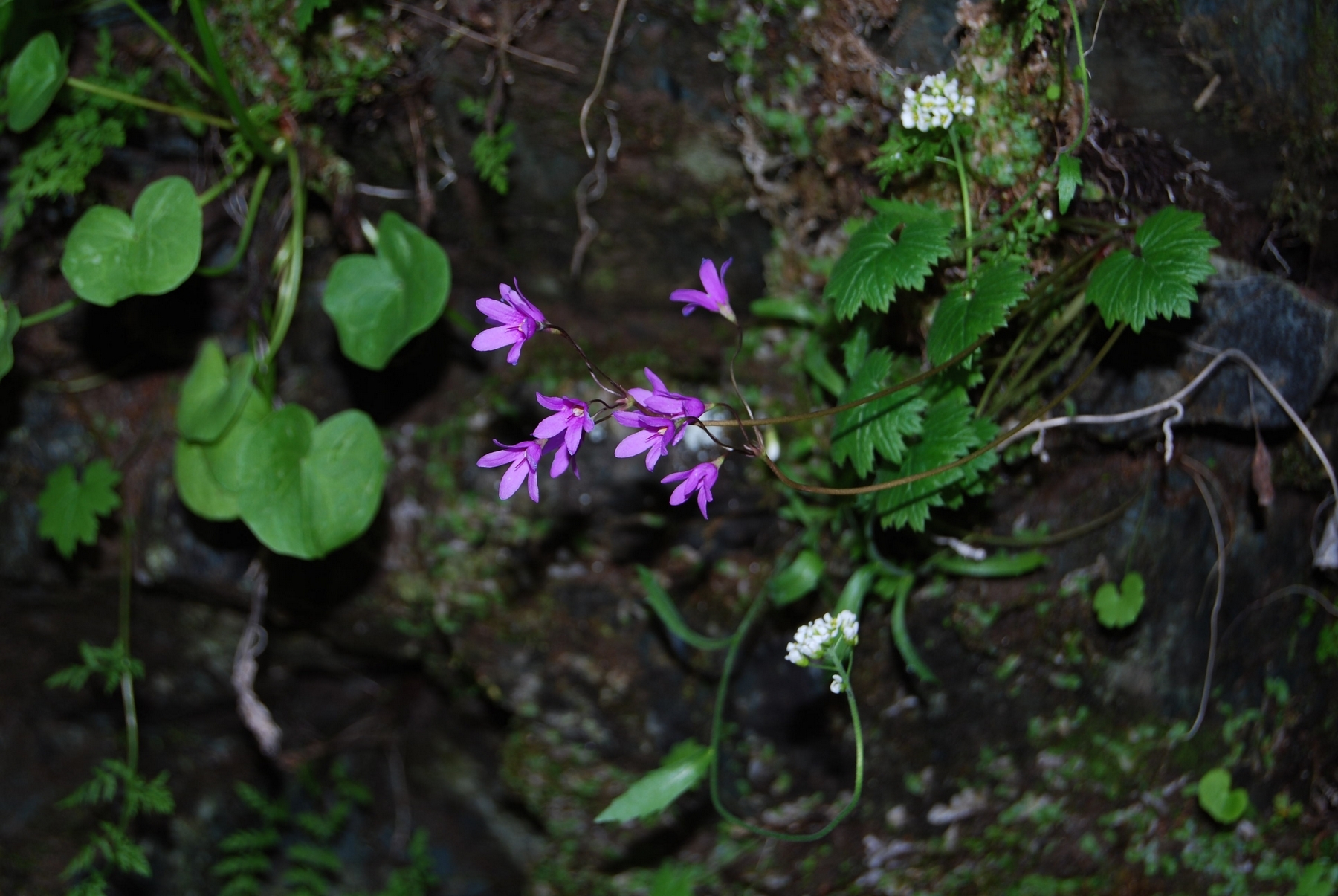 Primula matthioli subsp. altaica (Losinsk.) Kovt.