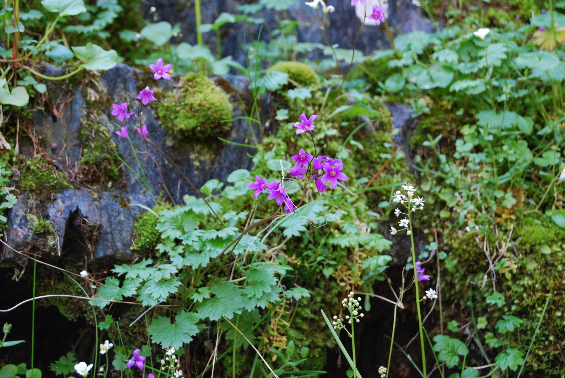 Primula matthioli subsp. altaica (Losinsk.) Kovt.