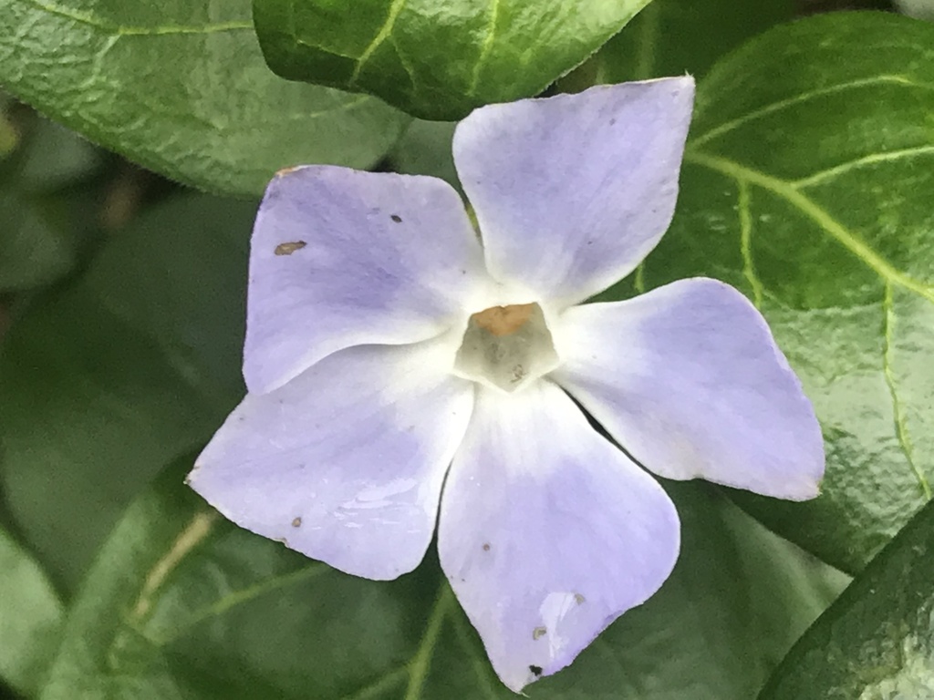 greater periwinkle from Fir Tree Dr N, Liverpool, England, GB on ...