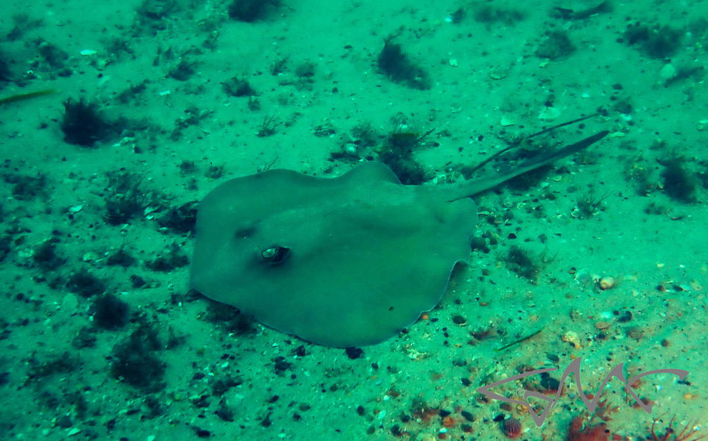 Common Stingaree from Newcastle NSW, Australia on January 28, 2021 at ...