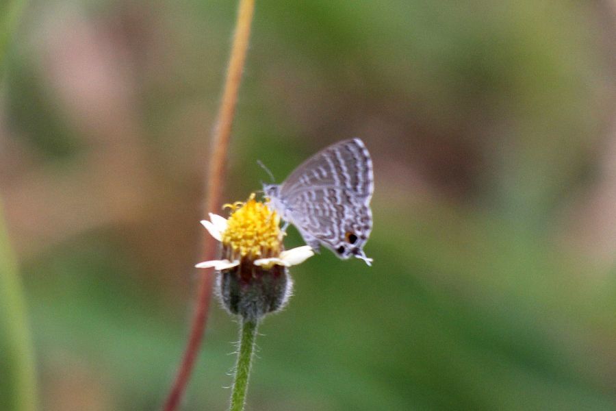 Wattle Blue from Cossack NT 0850, Australië on May 17, 2013 by Jan ...