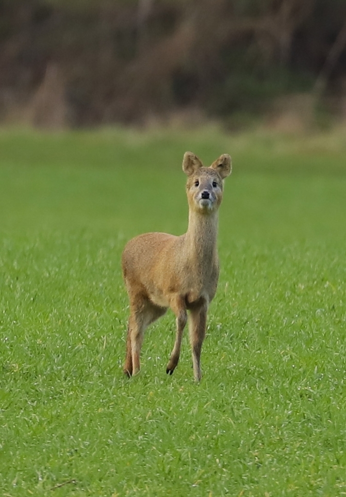 Chinese Water Deer (Hydropotes inermis inermis) - Know Your Mammals