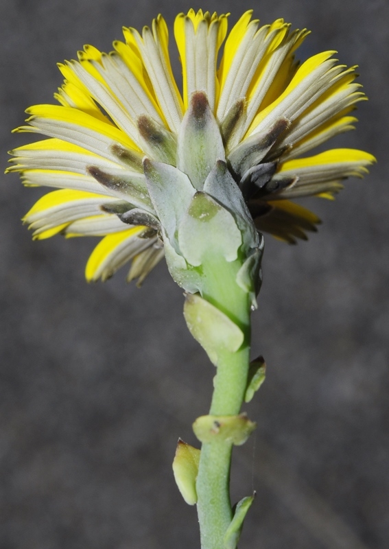 Launaea fragilis (Asso) Pau