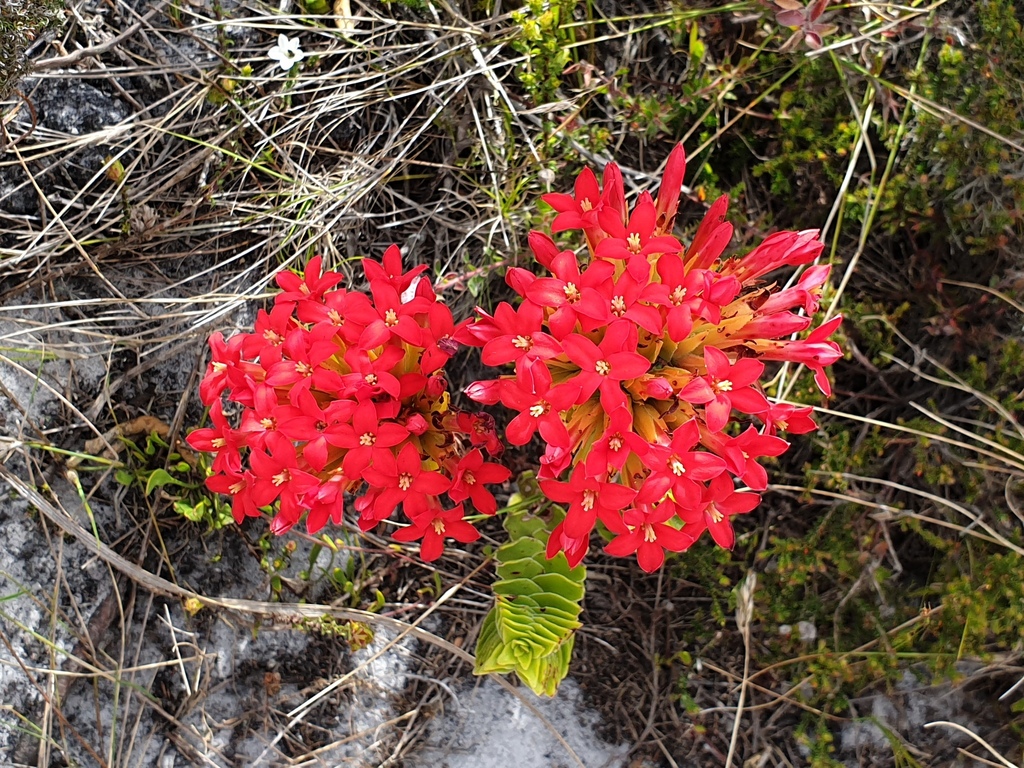 Rochea from Silver Mine (Nature Reserve), Cape Town, South Africa on ...