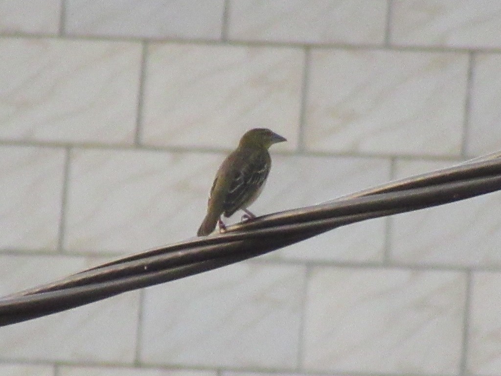 Typical Weavers from Kipé, Conakry, Guinea on October 01, 2019 at 06:32 ...