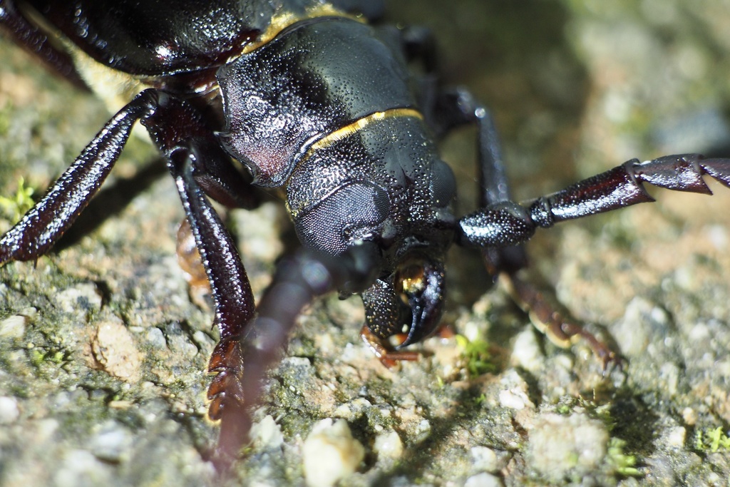 Prionus insularis from 行永, 舞鶴市, 京都府, JP on July 17, 2020 at 08:06 PM by ...