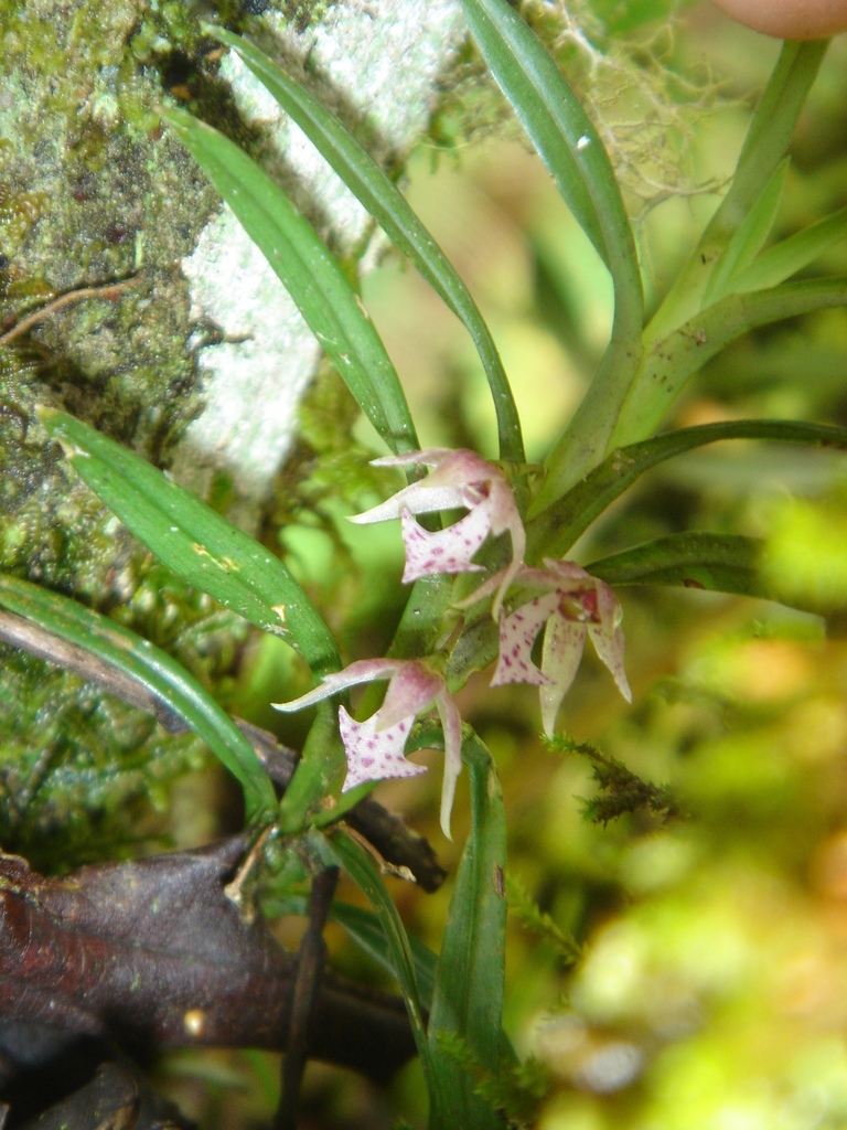 Dichaea cogniauxiana (Orquídeas de Cunha) · iNaturalist