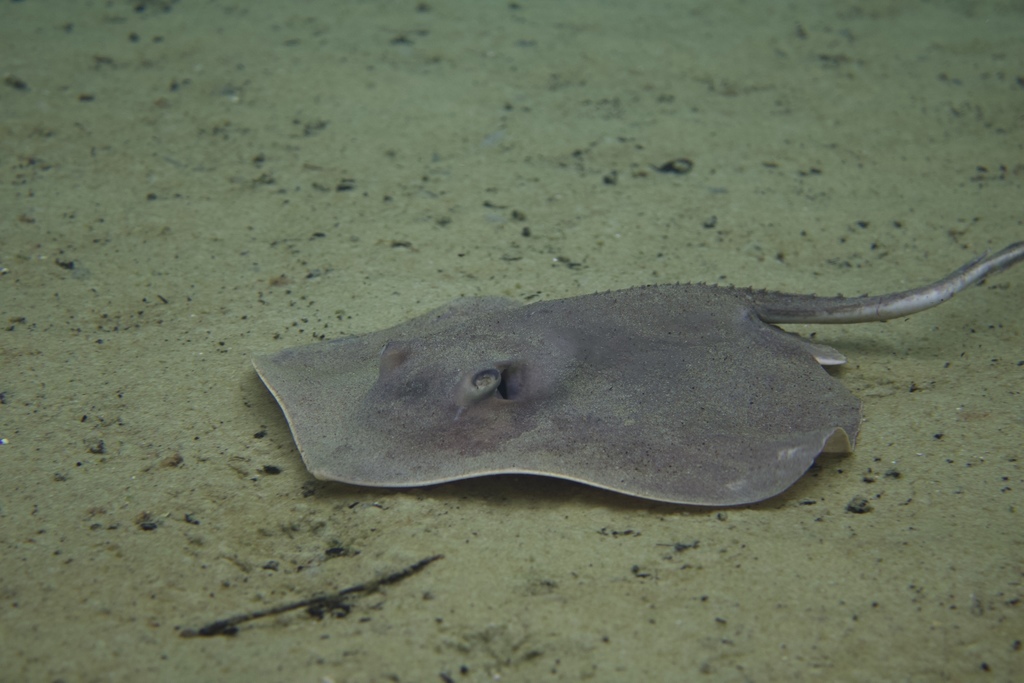 Atlantic Stingray (Hypanus sabinus) - Marine Life Identification