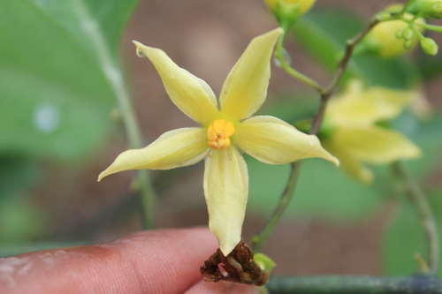 Cuatomate (Solanum glaucescens)