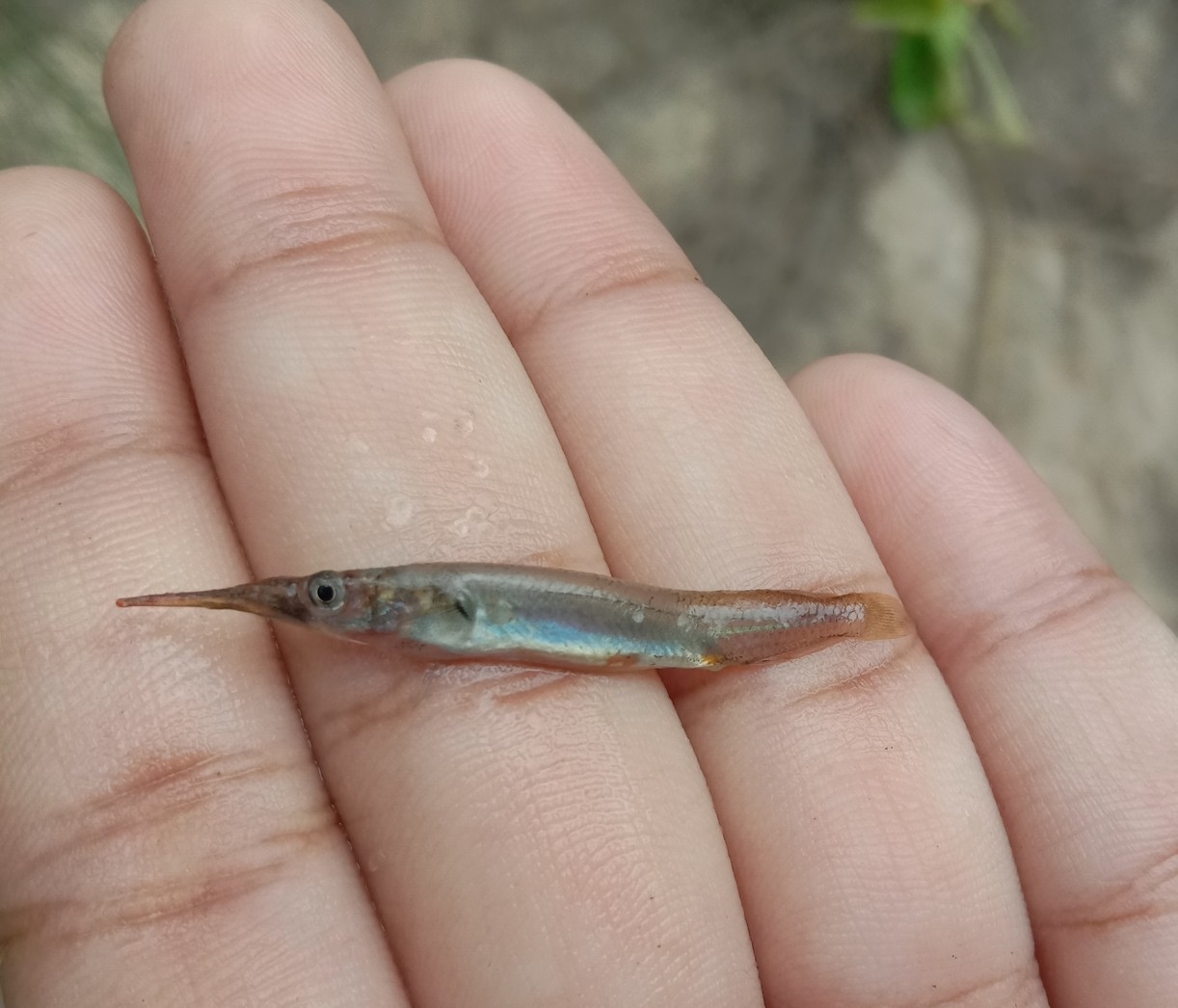 Dermogenys collettei Meisner, 2001