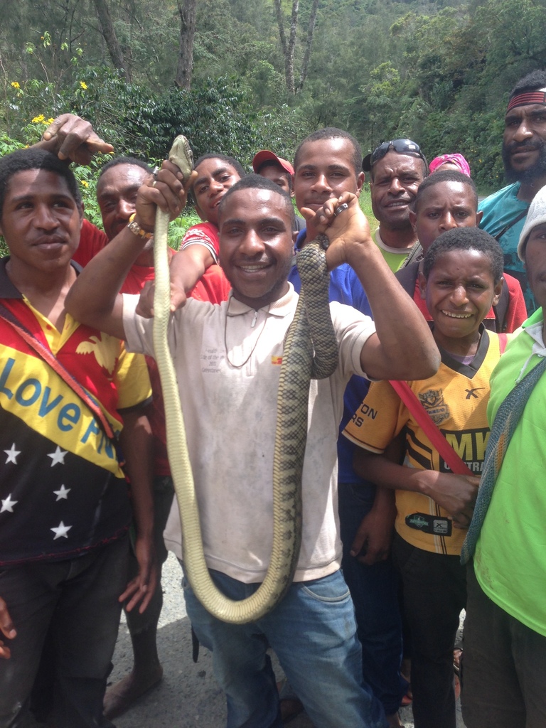 Amethyst Python from Western Highlands Province, Papua-Neuguinea on ...