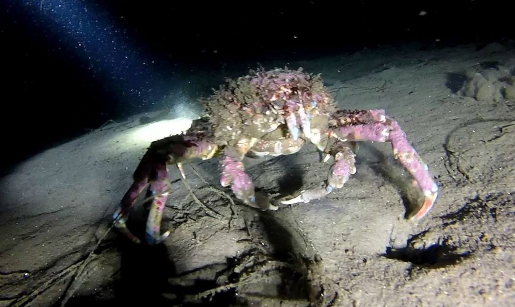 Sheep Crab (China Cove Organisms) · iNaturalist