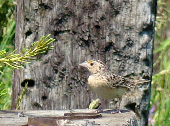 Grasshopper Sparrow from Tuscarawas County, OH, USA on June 04, 2011 by ...