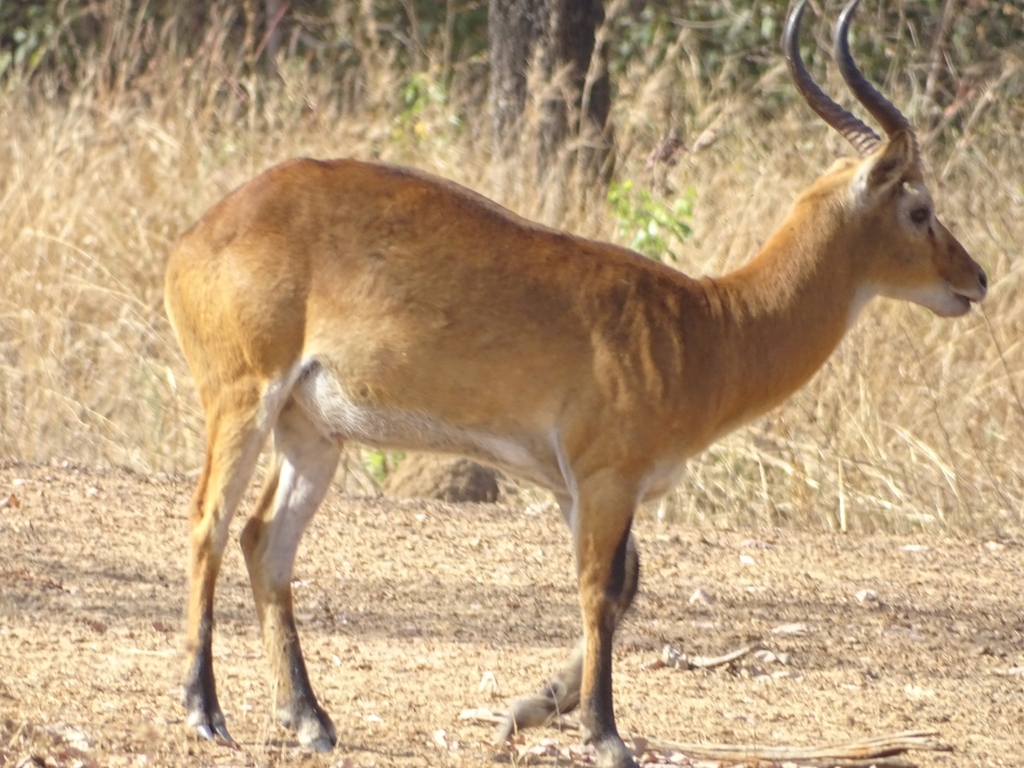 Buffon's Kob in January 2021 by Mohamed SAOUPKAI · iNaturalist